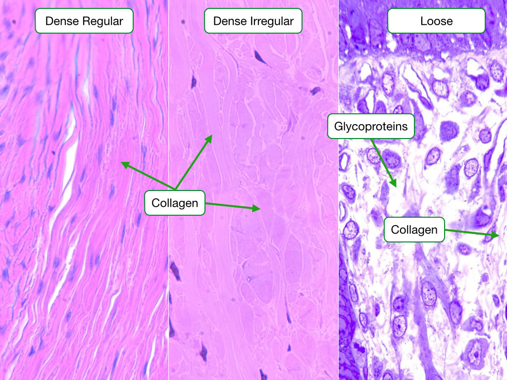 Elastic Connective Tissue Slide