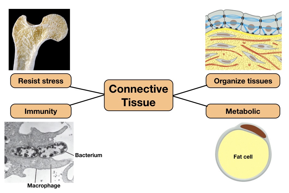 Connective Tissue Pictures